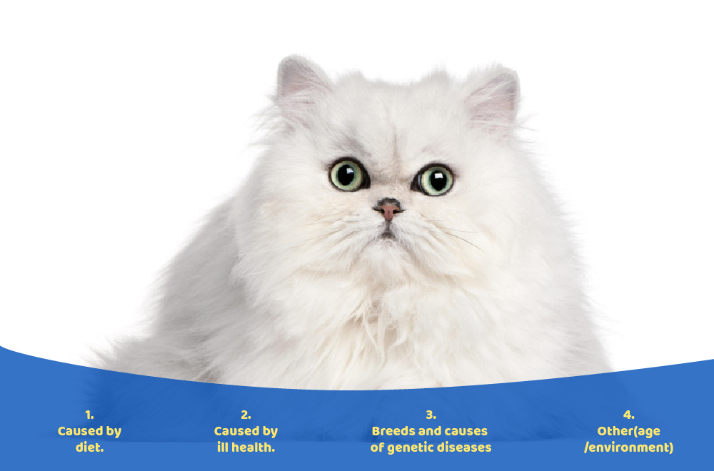 Why do cats have tear stains? How to properly treat and prevent tear ... Why do cats have tear stains? How to properly treat and prevent tear ...